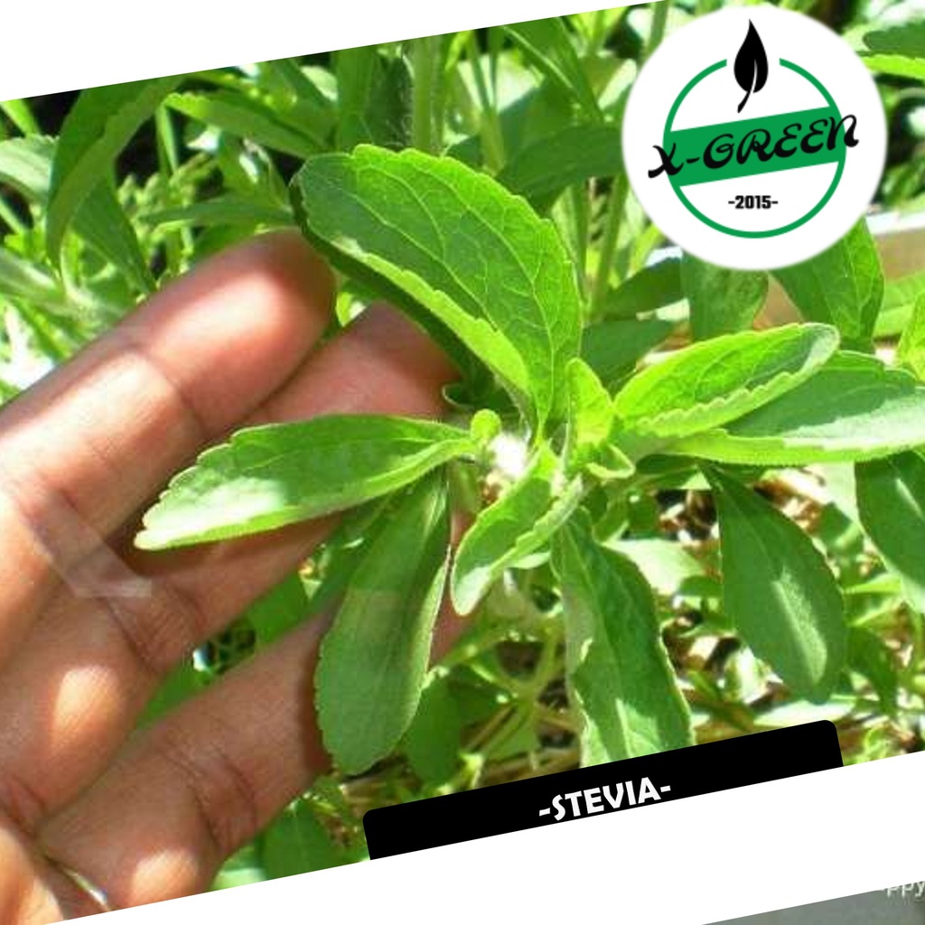 Jual 5 Tanaman Daun Stevia - (X-Green) | Shopee Indonesia