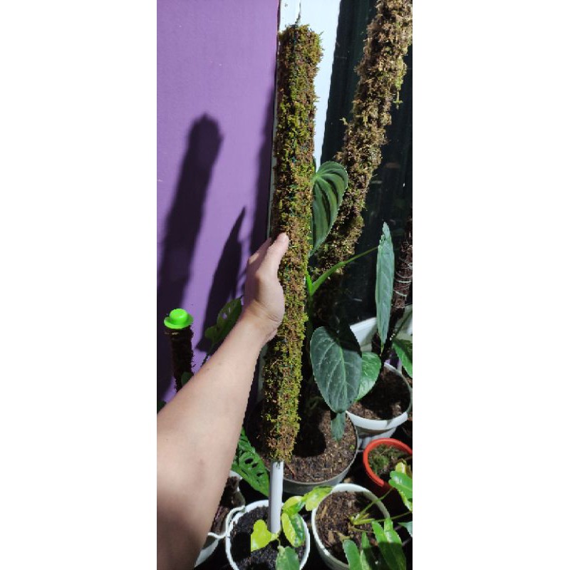 Jual turus lumut penyangga batang tanaman | Shopee Indonesia