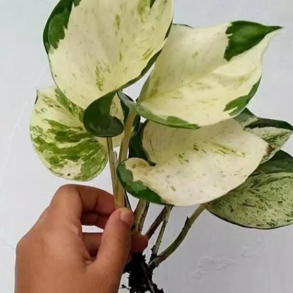Jual tanaman hias epipremnum manjula/sirih gading keong | Shopee Indonesia Jual tanaman hias epipremnum manjula/sirih gading keong | Shopee Indonesia