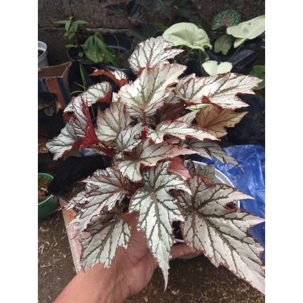 Jual Bunga Begonia Jago Begonia Silver Wings | Shopee Indonesia