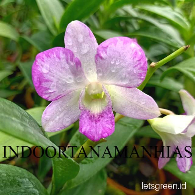 Jual PROMO BIBIT Anggrek Dendrobium Burana Pink Mutation (Plant Mini ...