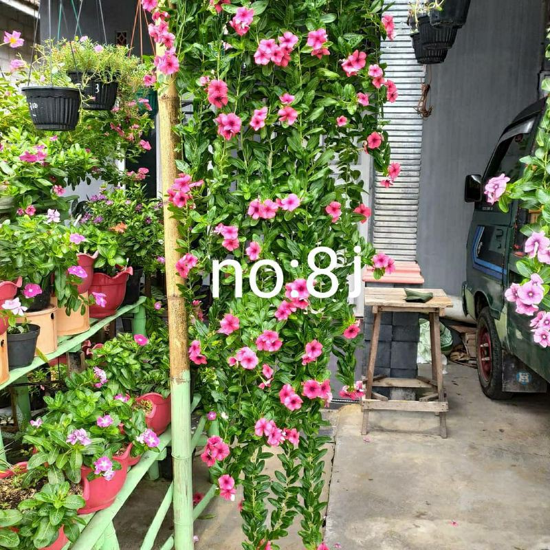 Jual BUNGA | Shopee Indonesia