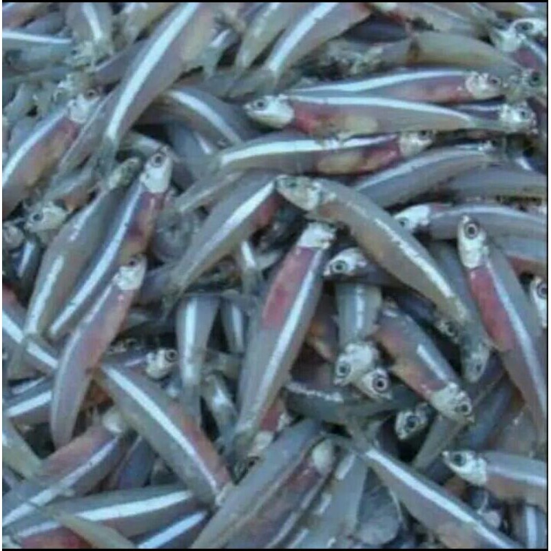 Jual Puri Segar Shop, Ikan Teri Basah / 250 Gram (Orderan Pagi Hari ...