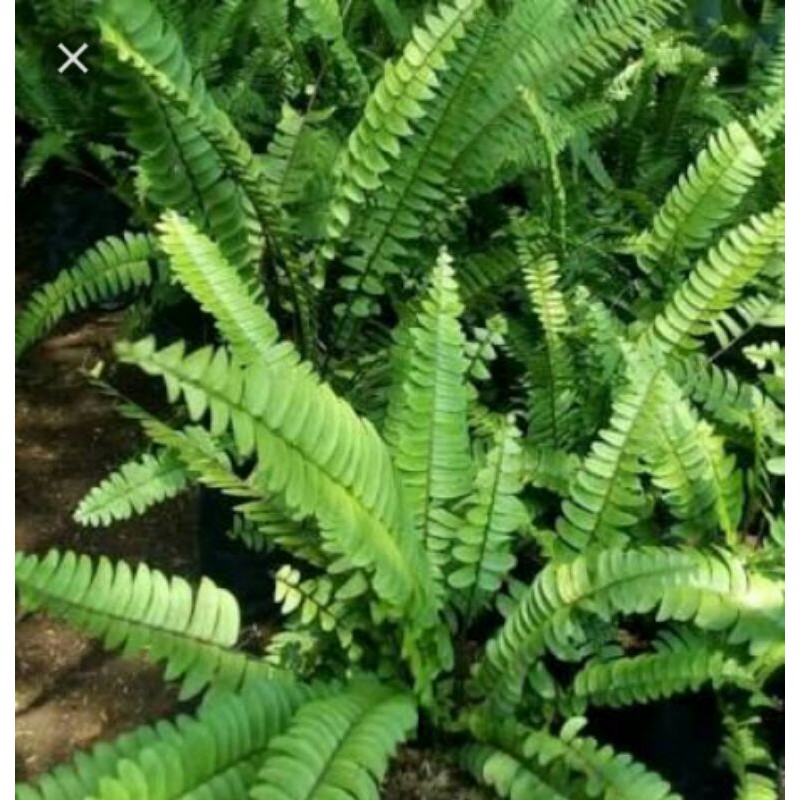 Jual pakis boston kelabang | Shopee Indonesia