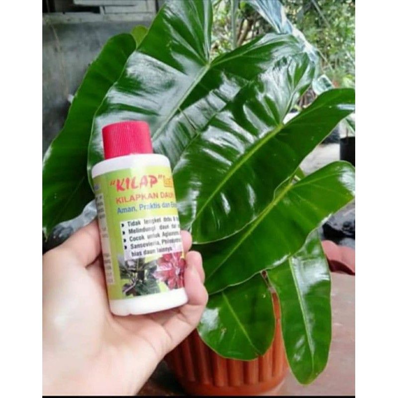 Jual Kilap Leafshine /kilap daun | Shopee Indonesia