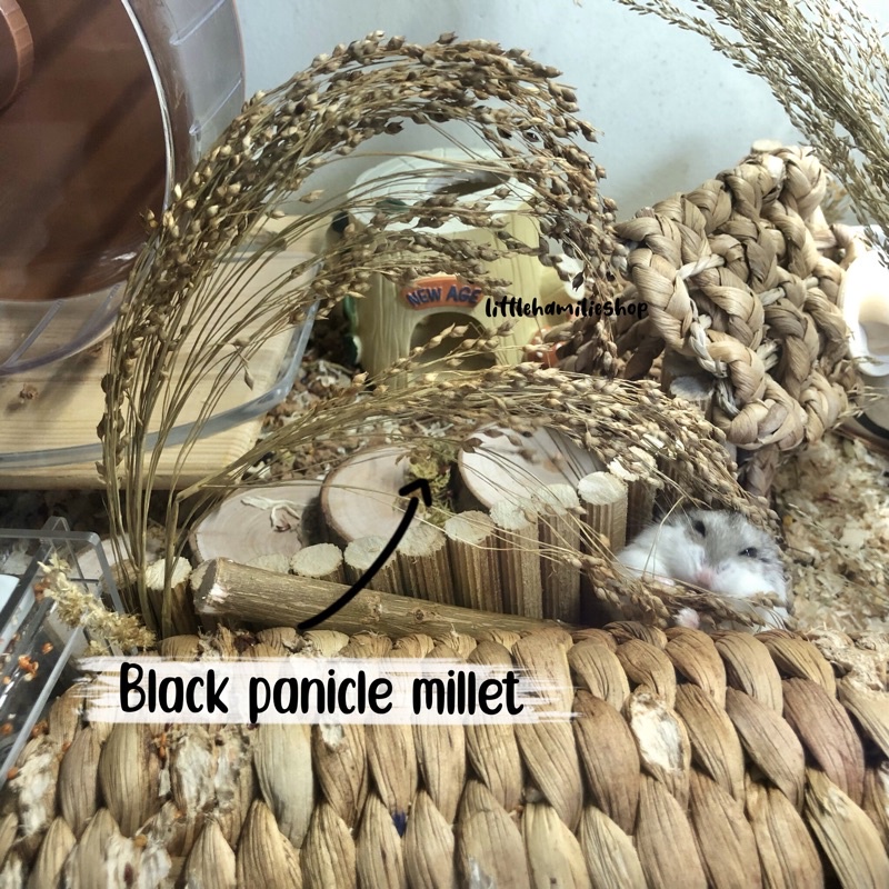 Jual Black Panicle Millet Sprays | Makanan Hamster | Snack Hamster ...