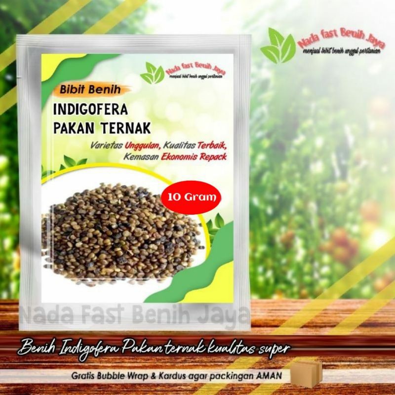 Jual Benih pilihan 10 Gram Benih indigofera SUPER pakan ternak high ...