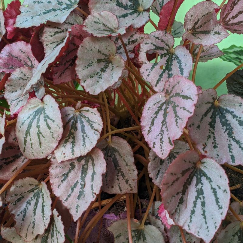 Jual Tanaman BEGONIA REX SILVER | Shopee Indonesia