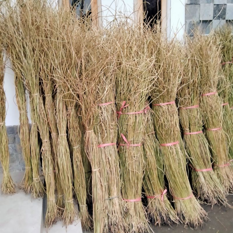 Jual 100 BATANG AKAR MANON |SATU IKAT AKAR RUSTIC | AKAR MENTAU |AKAR ...