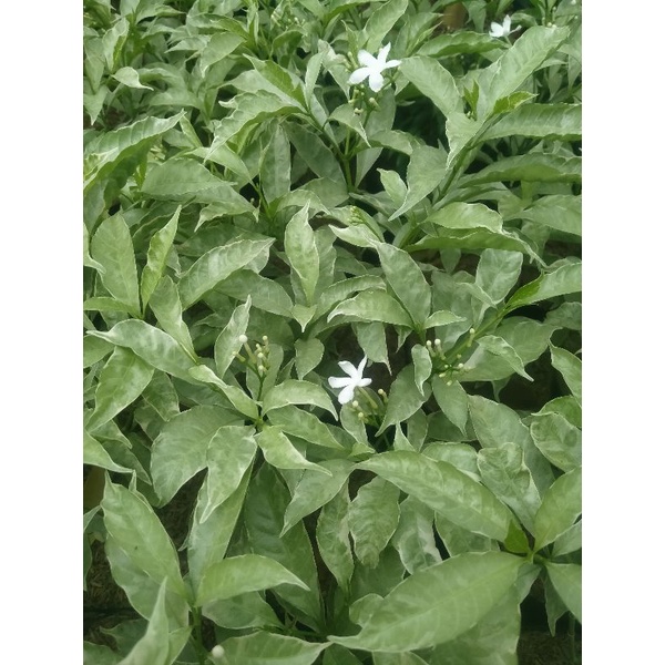 Jual Rombusa putih sabrina daun besar | Shopee Indonesia