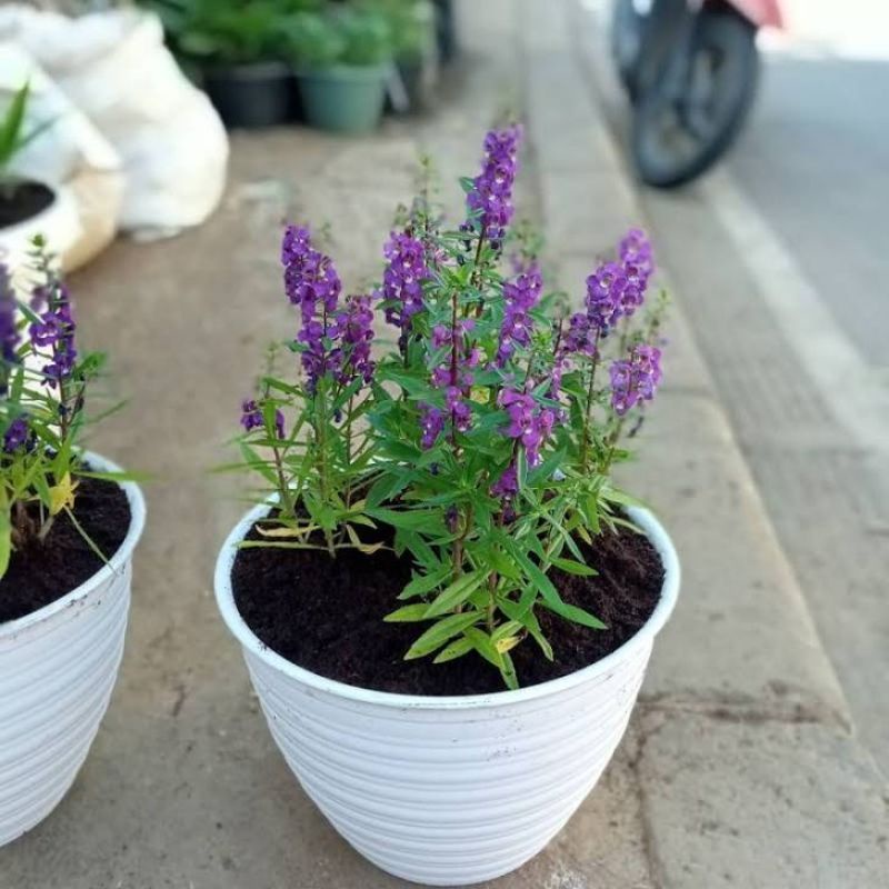 Jual Tanaman bunga lavender - lavender pengusir nyamuk | Shopee Indonesia