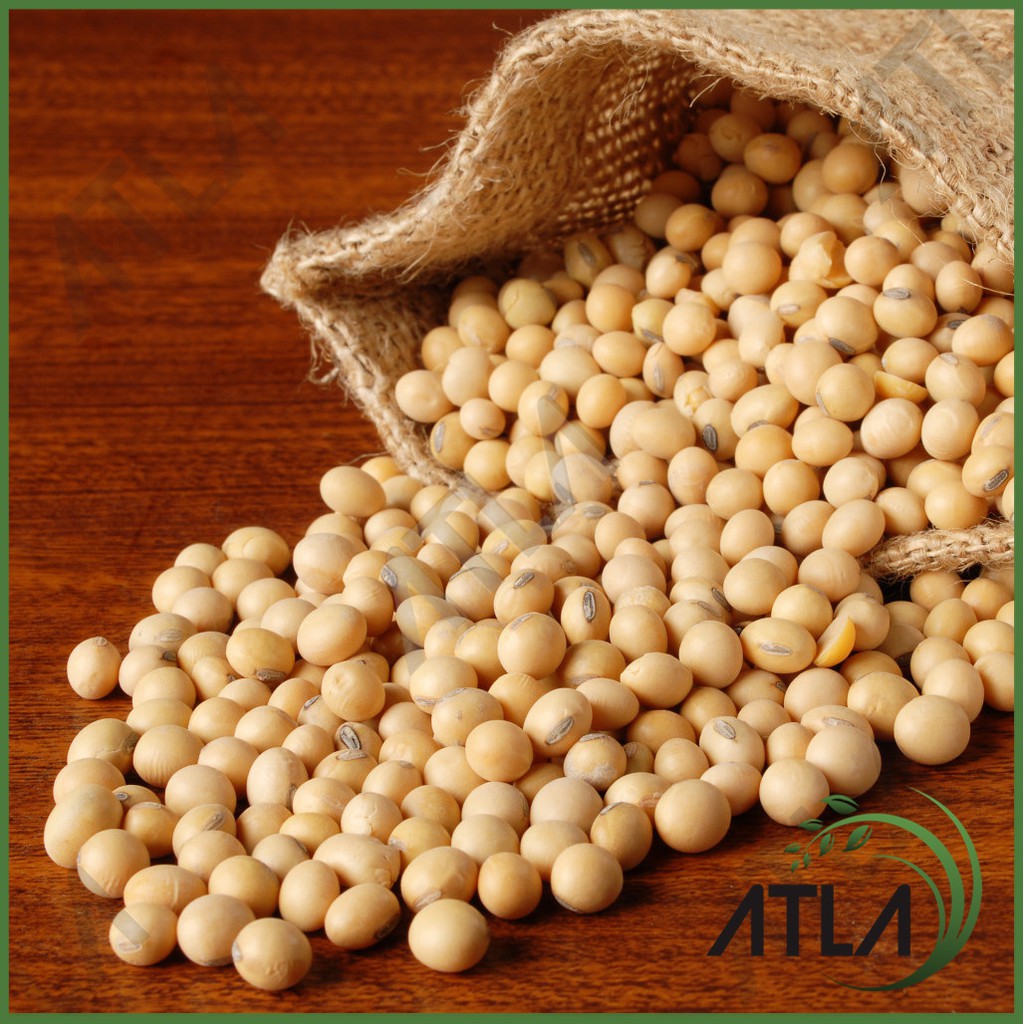 Jual Benih Tanaman Tumpang Kacang Kedelai Sari 100gram Biji Bibit ...