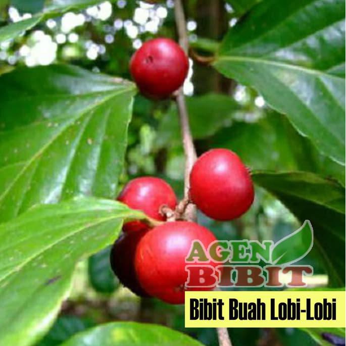 Jual Bibit Pohon Lobi Lobi - Tanaman Lobi - Buah Lobi-Lobi Dm= | Shopee ...