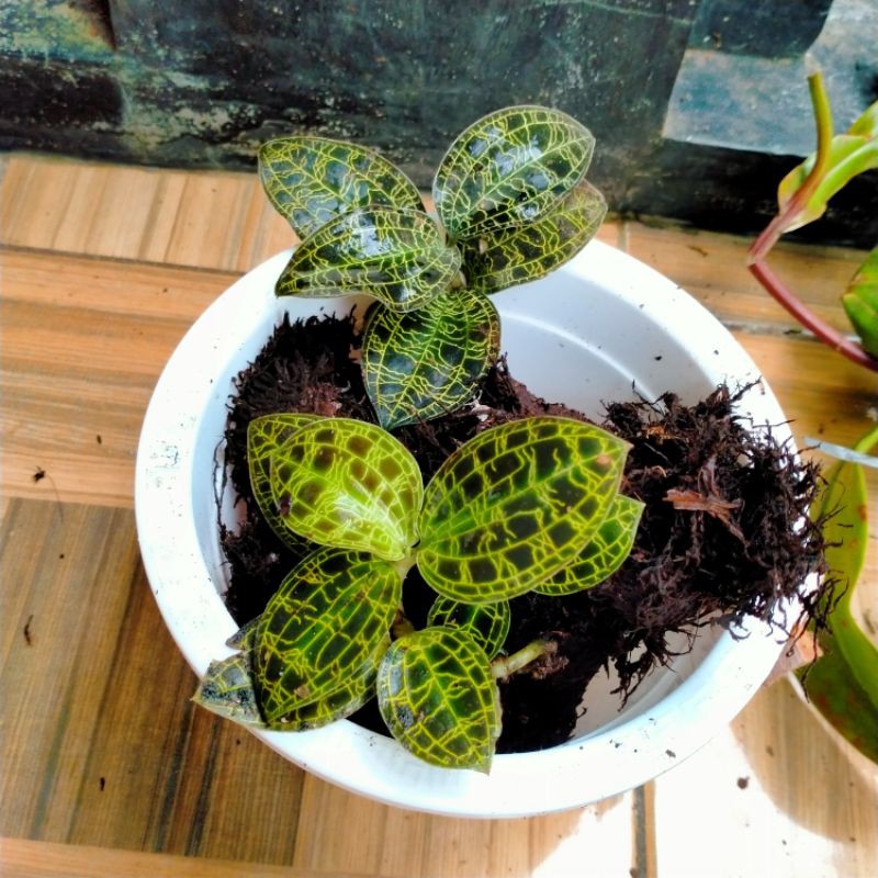 Jual Tanaman hias kiaksara / anggrek kiaksara / anggrek permata ...