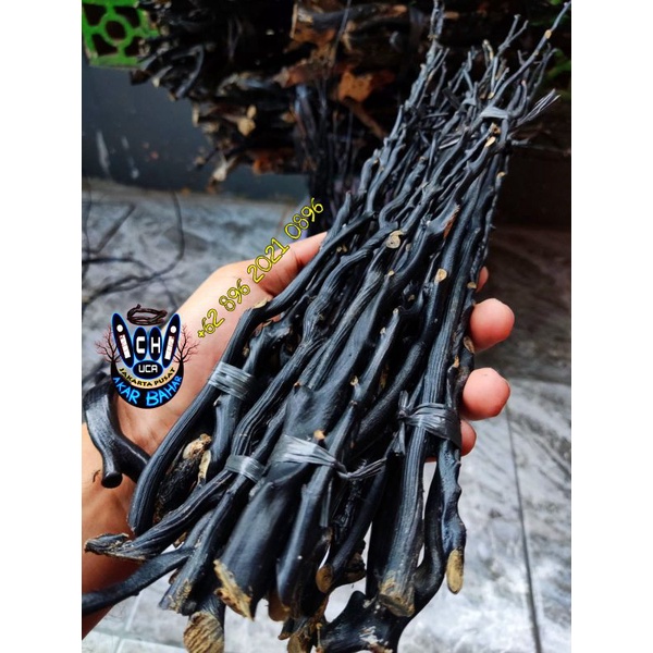 Jual bahan akar Bahar hitam 5 batang | Shopee Indonesia