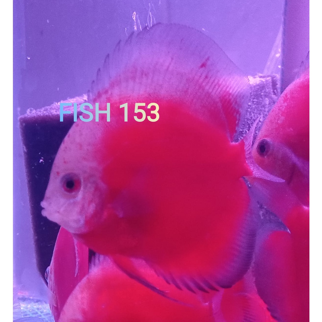 Jual Discus Red White 1 cm s/d 1" inch | Shopee Indonesia