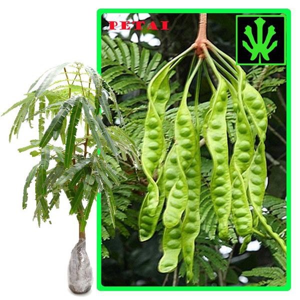 Jual Tanaman Petai ( Pete ) | Shopee Indonesia