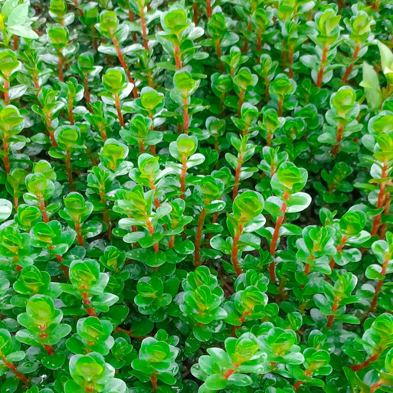 Jual Paket Hemat Rotala Mix 100 Batang | Tanaman Aquascape / Aquascape ... Jual Paket Hemat Rotala Mix 100 Batang | Tanaman Aquascape / Aquascape ...