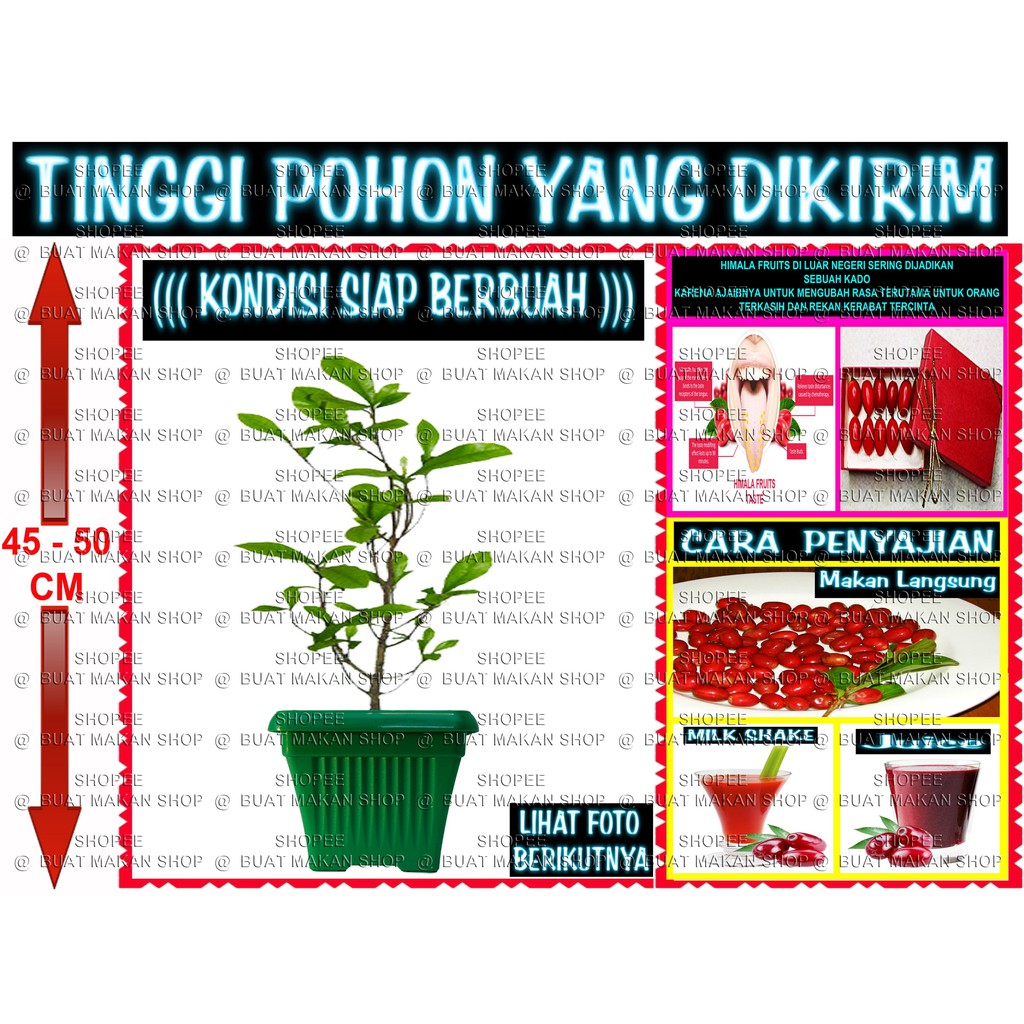 Jual POHON HIMALA | Shopee Indonesia