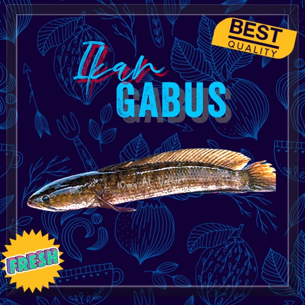 Jual IKAN GABUS SEGAR PER 500 gr | Shopee Indonesia