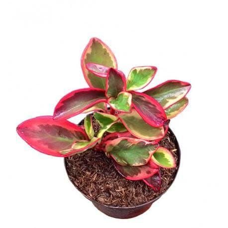 Jual Tanaman Bunga Paperomia rainbow (peperomia clussifolia ginny ...