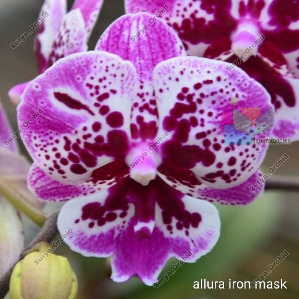 Jual Anggrek Bulan Hybrid Premium Import Taiwan Anggrek Bulan Varian ...