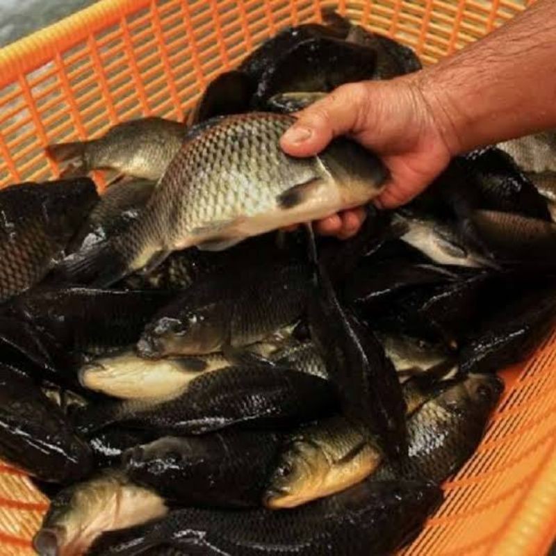Jual ikan mas segar ( isi 6 - 7 /kg ) | Shopee Indonesia