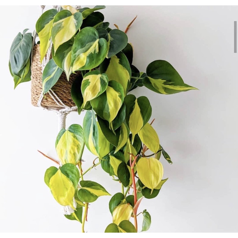 Jual Tanaman hias sirih gading brazil-sirih gading koin varigata ...