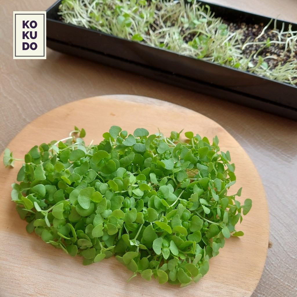 Jual Microgreens Growing Kit / Paket Menanam Sayur | Shopee Indonesia