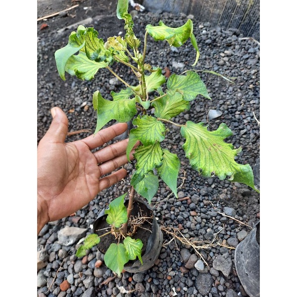 Jual Bahan Bonsai waru wayang | Shopee Indonesia