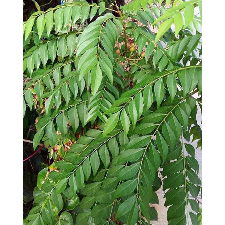 Jual DAUN KARI / DAUN RUKU-RUKU / DAUN TEMURUI | Shopee Indonesia
