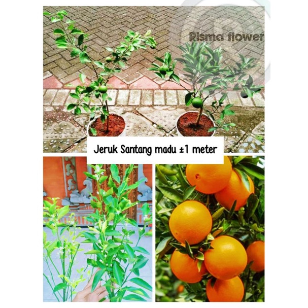 Jual Tanaman pohon buah jeruk Santang madu tinggi ±1 meter / tanaman pohon buah jeruk siap ...
