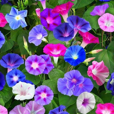 Jual Bibit Benih / Seed Bunga Morning Glory Choice Bunga Cantik Unik ...
