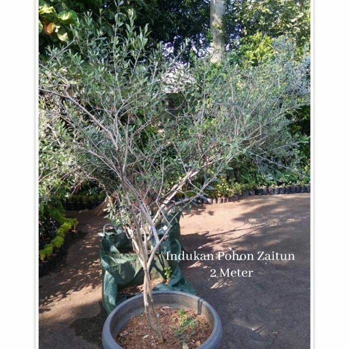 Jual Panama Indukan Pohon Zaitun Ukuran Besar 2 Meter Dan Rimbun Bisa ...