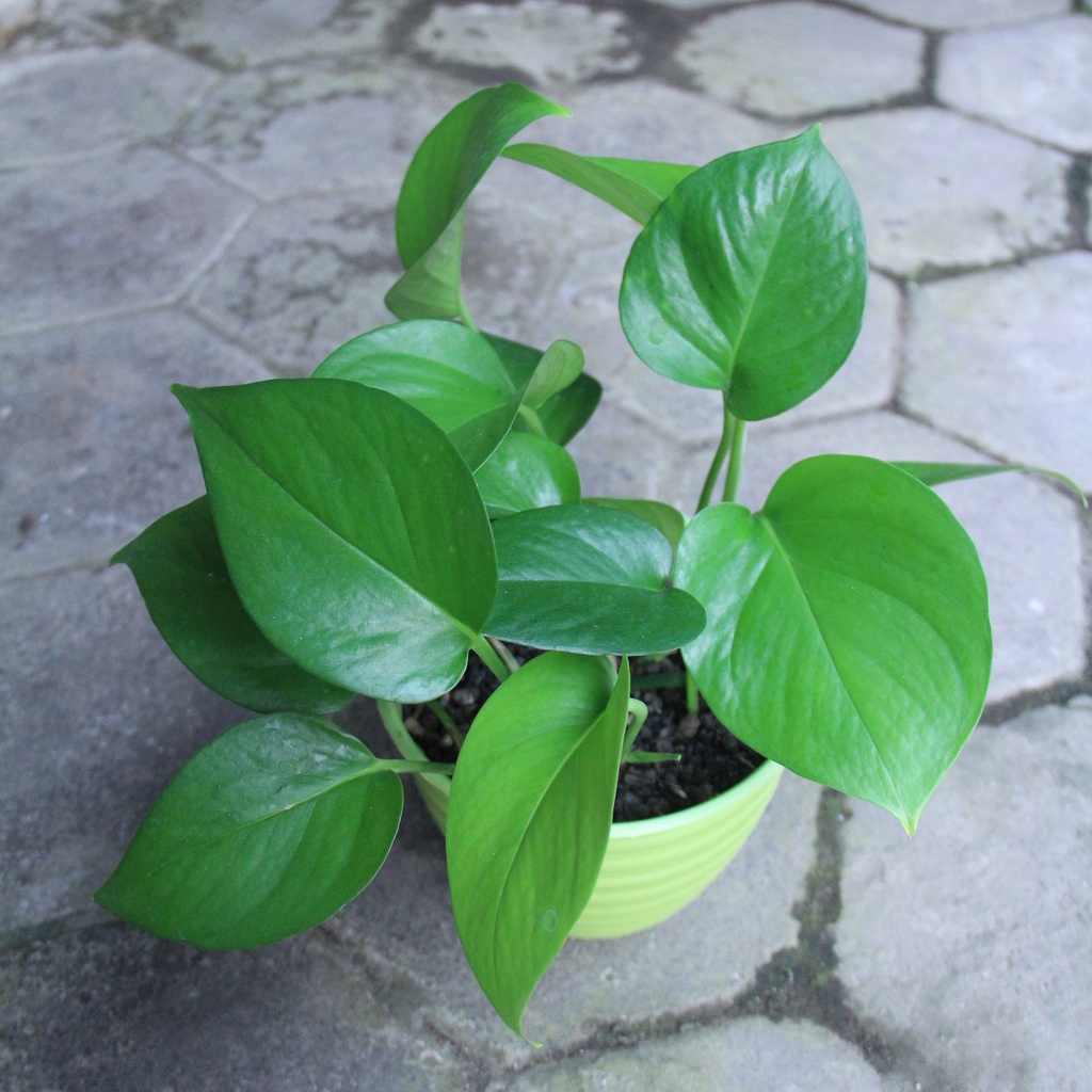 Jual Tanaman Hias Epipremnum Aureum Jade/ Sirih Gading Hijau | Shopee ...