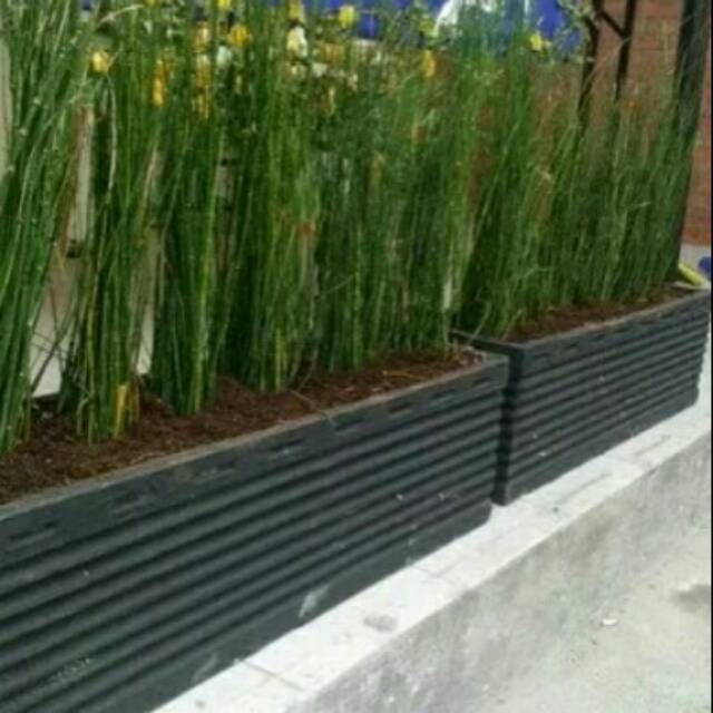 Jual Tanaman bambu air-tanaman hias bambu air mini | Shopee Indonesia