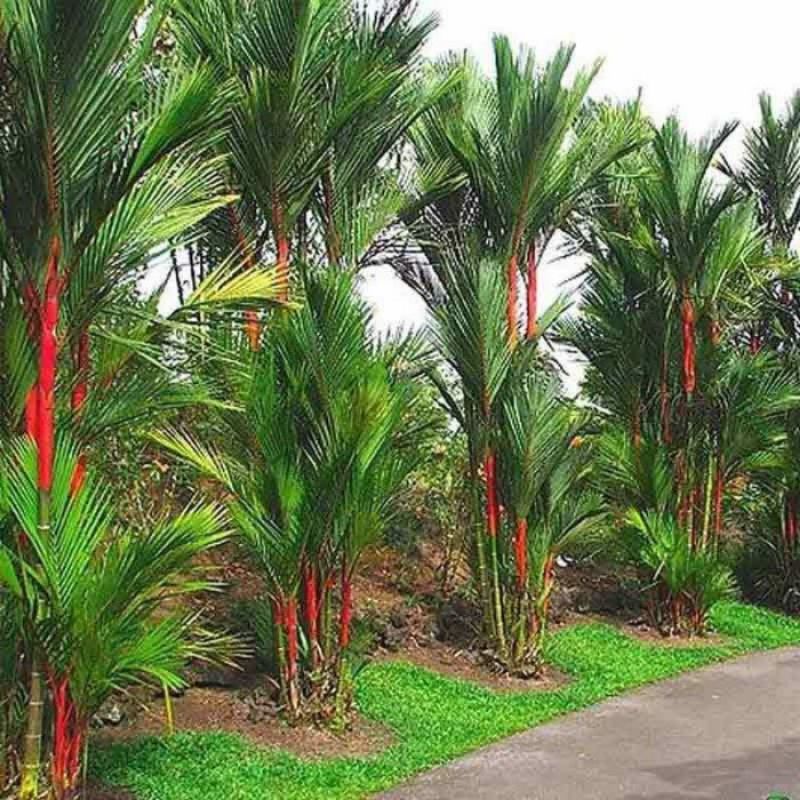 Jual ( TERMURAH) Tanaman hias palem Botol merah Tinggi 60- 1meter ...