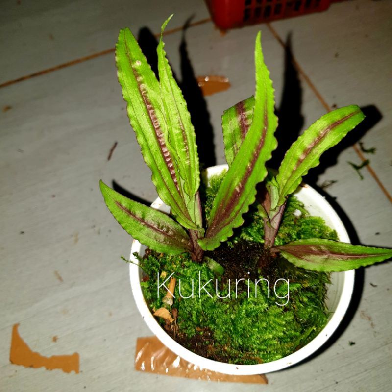 Jual KUKURING Anggrek crepidium mini - tanaman hias indor | Shopee ...