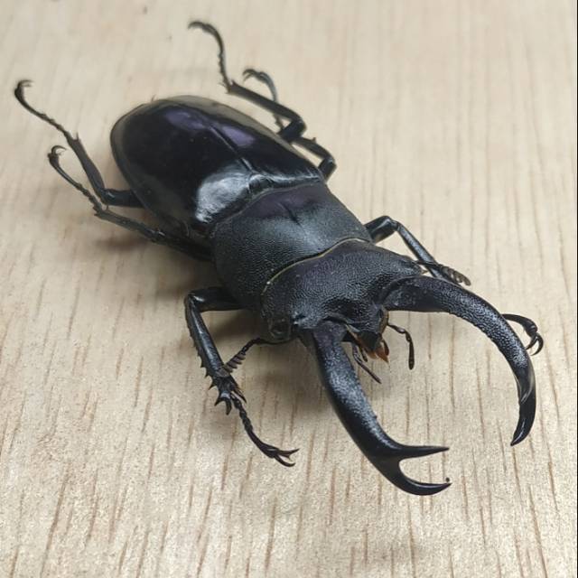 Jual AWETAN SERANGGA ASLI/TAXIDERMY KUMBANG CAPIT BUQUETY | Shopee ...