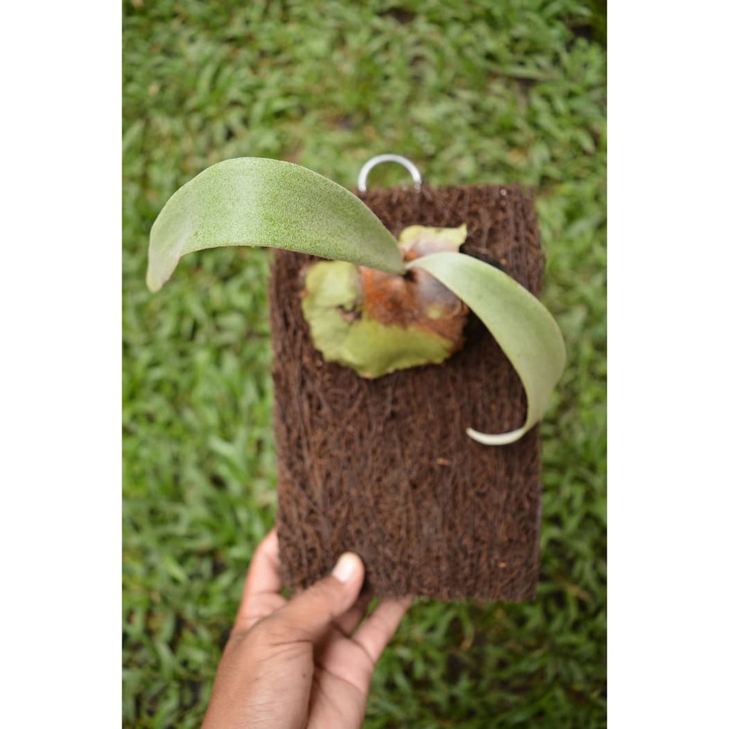 Jual Tanaman Hias Tanduk Rusa / Simbar Menjangan" paku ekor kuda ...