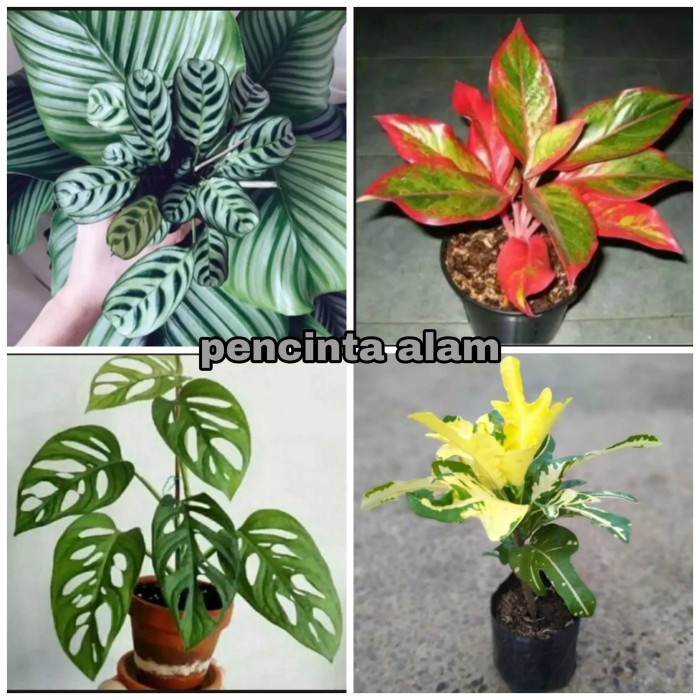 Jual Paket 4 Tanaman Hias aglonema lipstik/janda bolong/puring/calathea ...