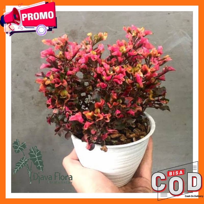 Jual KROKOT HIAS MERAH/BUNGA HIAS TAMAN | Shopee Indonesia