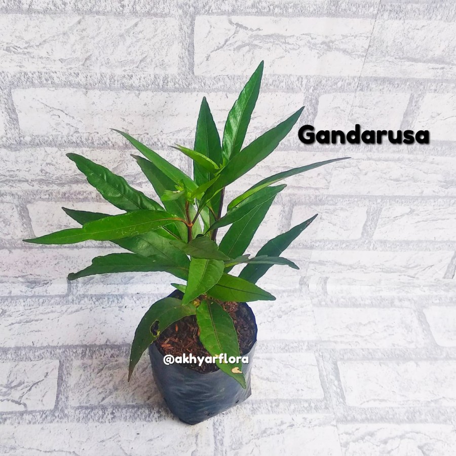 Jual Bibit Tanaman Gandarusa Hijau Tanaman Herbal | Shopee Indonesia