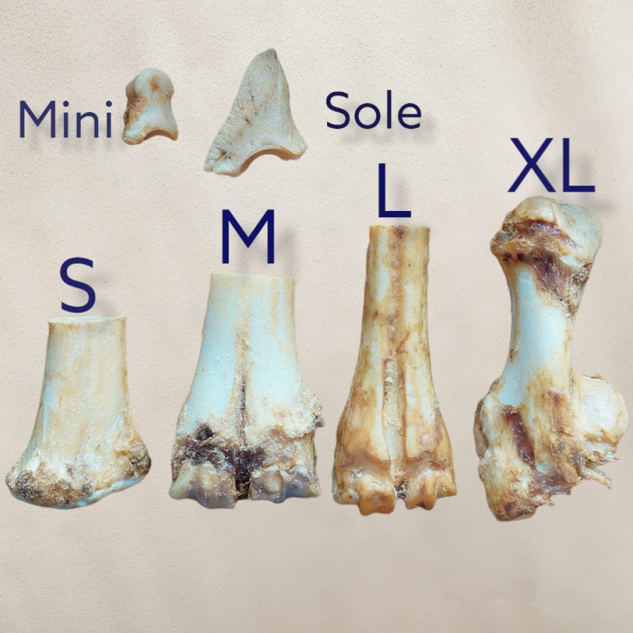 Jual Baby Calf Bone Jerky For Dog - Snack Treats Dehydrated Food ...