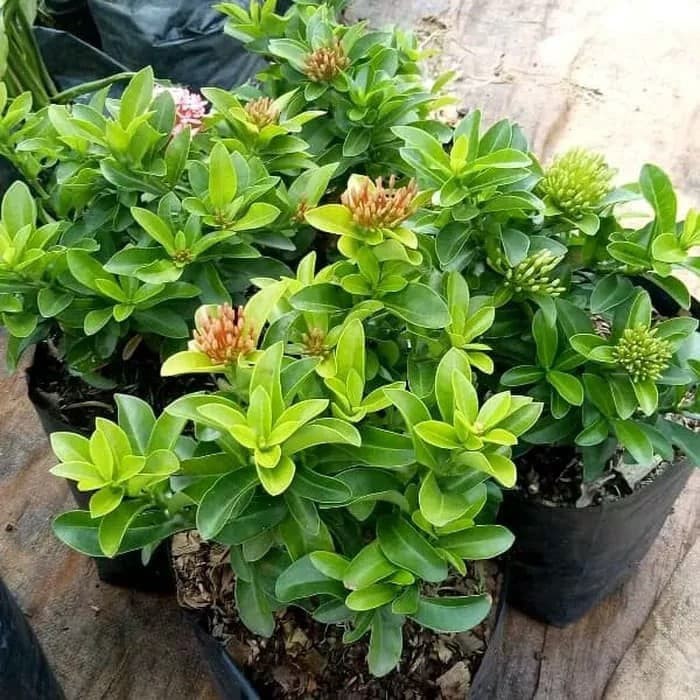 Jual tanaman bunga asoka , pohon asoka , asoka jambon , soka jambon ...