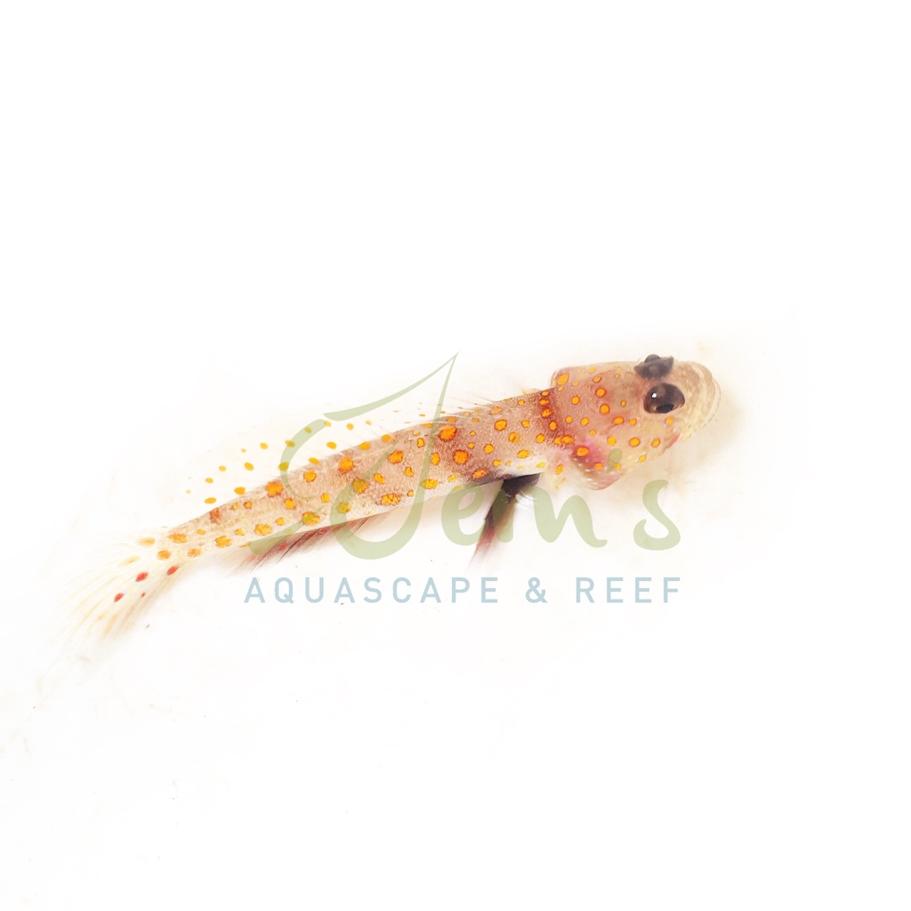 Jual Ikan Air Laut Jabing Titik (Orange Spot Prawn Goby) | Shopee Indonesia