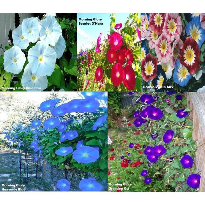 Jual Paket Hemat Benih Bunga Morning Glory Tanaman Merambat Mudah ...