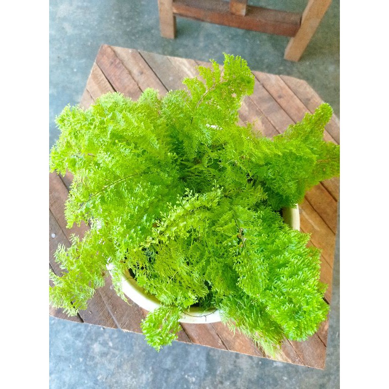 Jual Pakis Embun | Shopee Indonesia