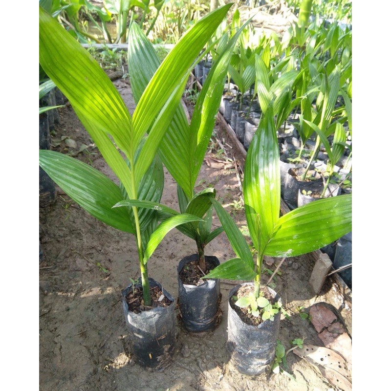 Jual Bibit Pinang Betara || Bibit Polybag Siap Tanam | Shopee Indonesia