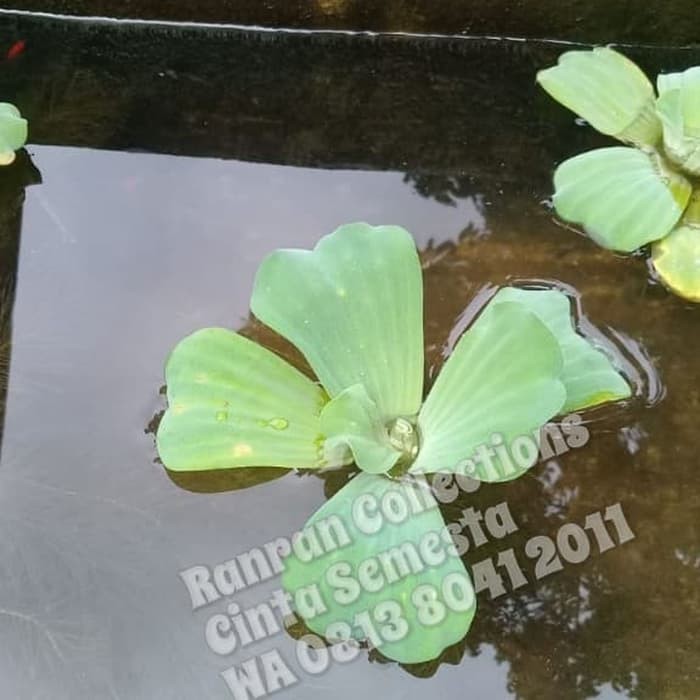 Jual Bibit Tanaman Hias Air Apu-apu Mini Hidup Apu-apu Water Real Plant ...